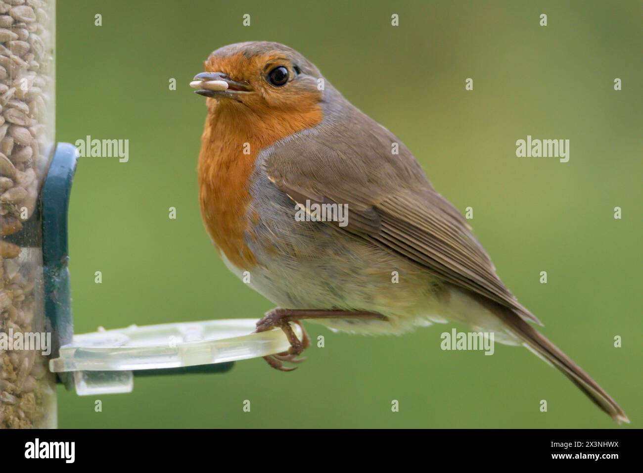 European Robin (Erithacus rubecula) eating sunflower seeds from a ...