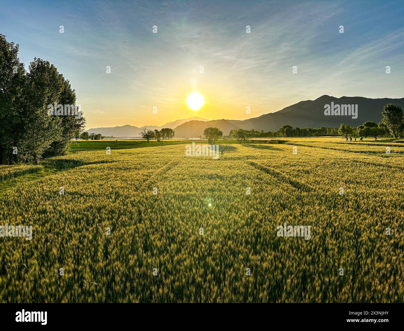 Green unripe wheat fields farm hi-res stock photography and images - Alamy