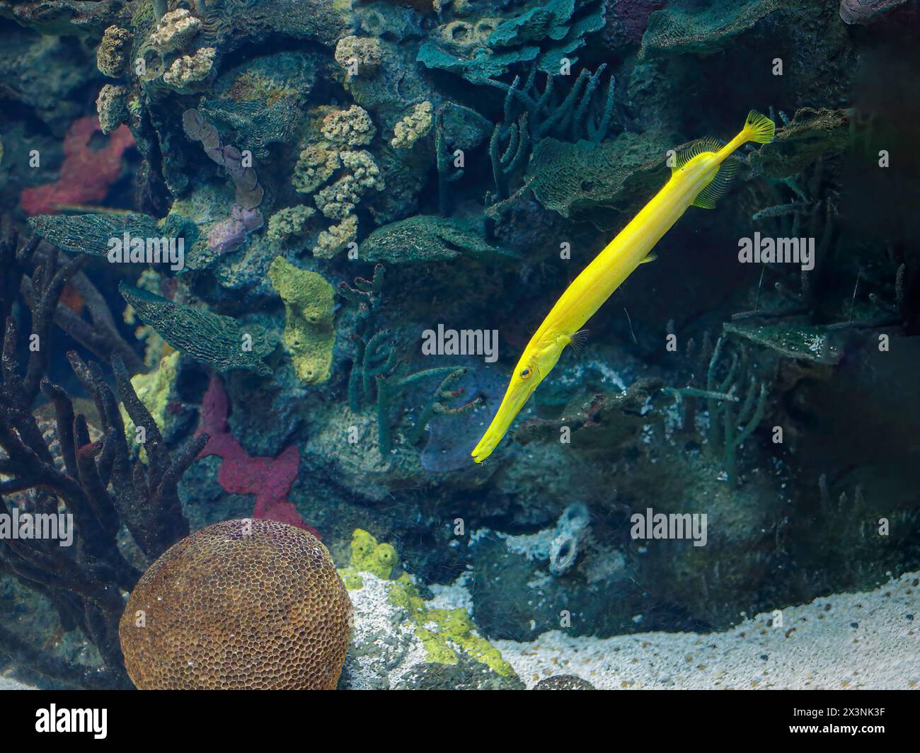 Yellow trumpetfish hi-res stock photography and images - Alamy