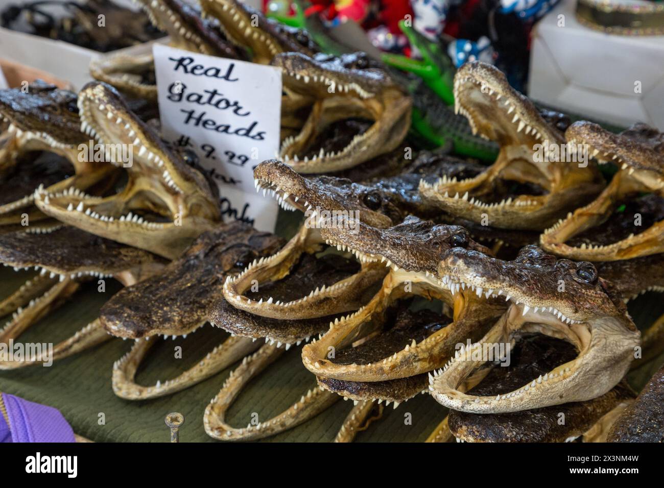 Alligator head hi-res stock photography and images - Alamy