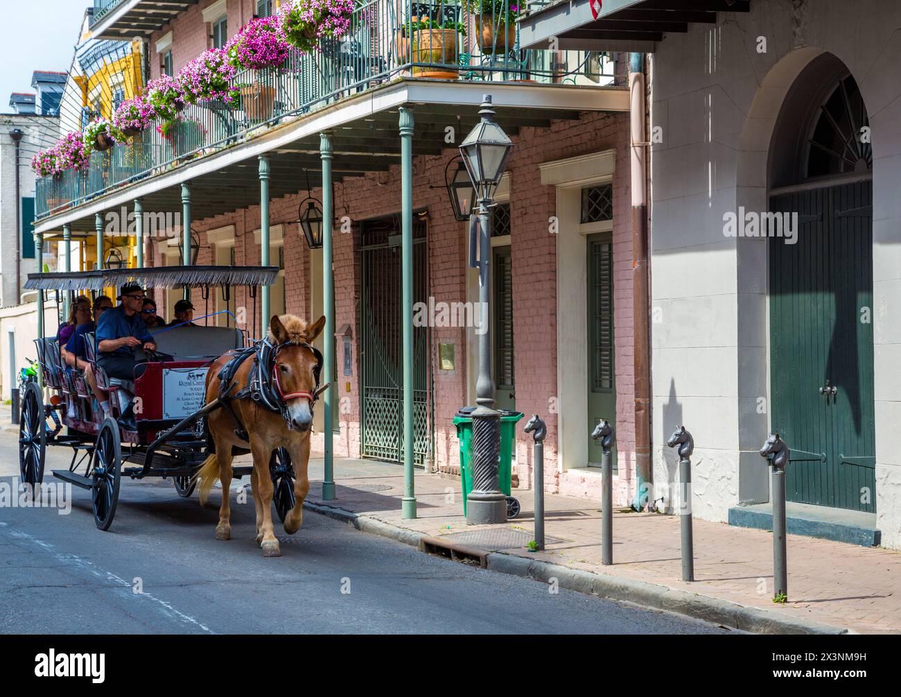 New Orleans, Louisiana. French Quarter, Passengers Enjoying a Mule ...