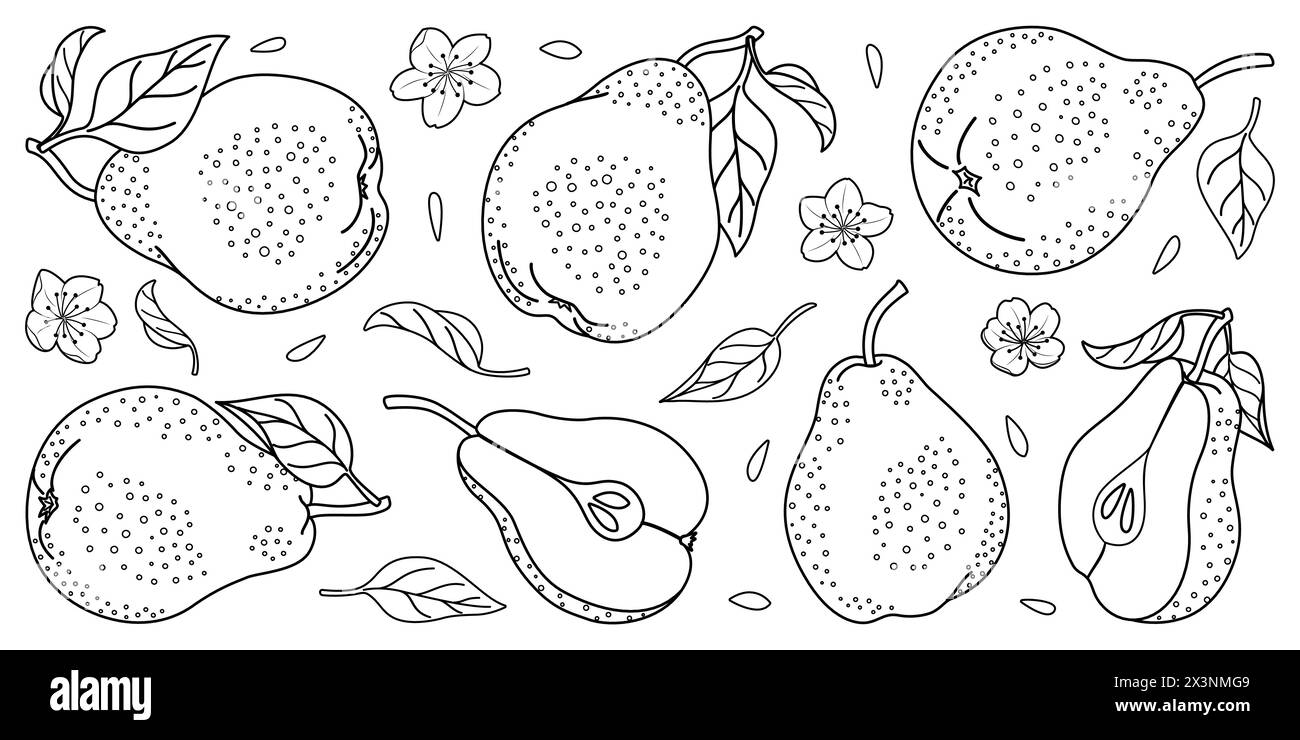 Pear line art set. Minimalistic Simple Hand Drawn. Retro style. Whole ...