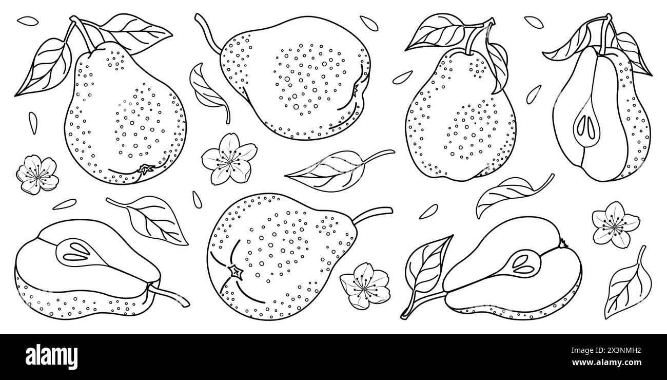 Pear line art set. Minimalistic Simple Hand Drawn. Retro style. Whole ...