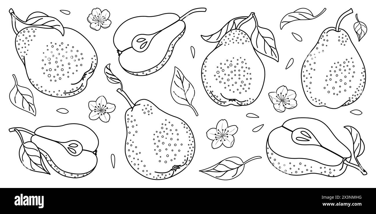 Pear line art set. Minimalistic Simple Hand Drawn. Retro style. Whole ...