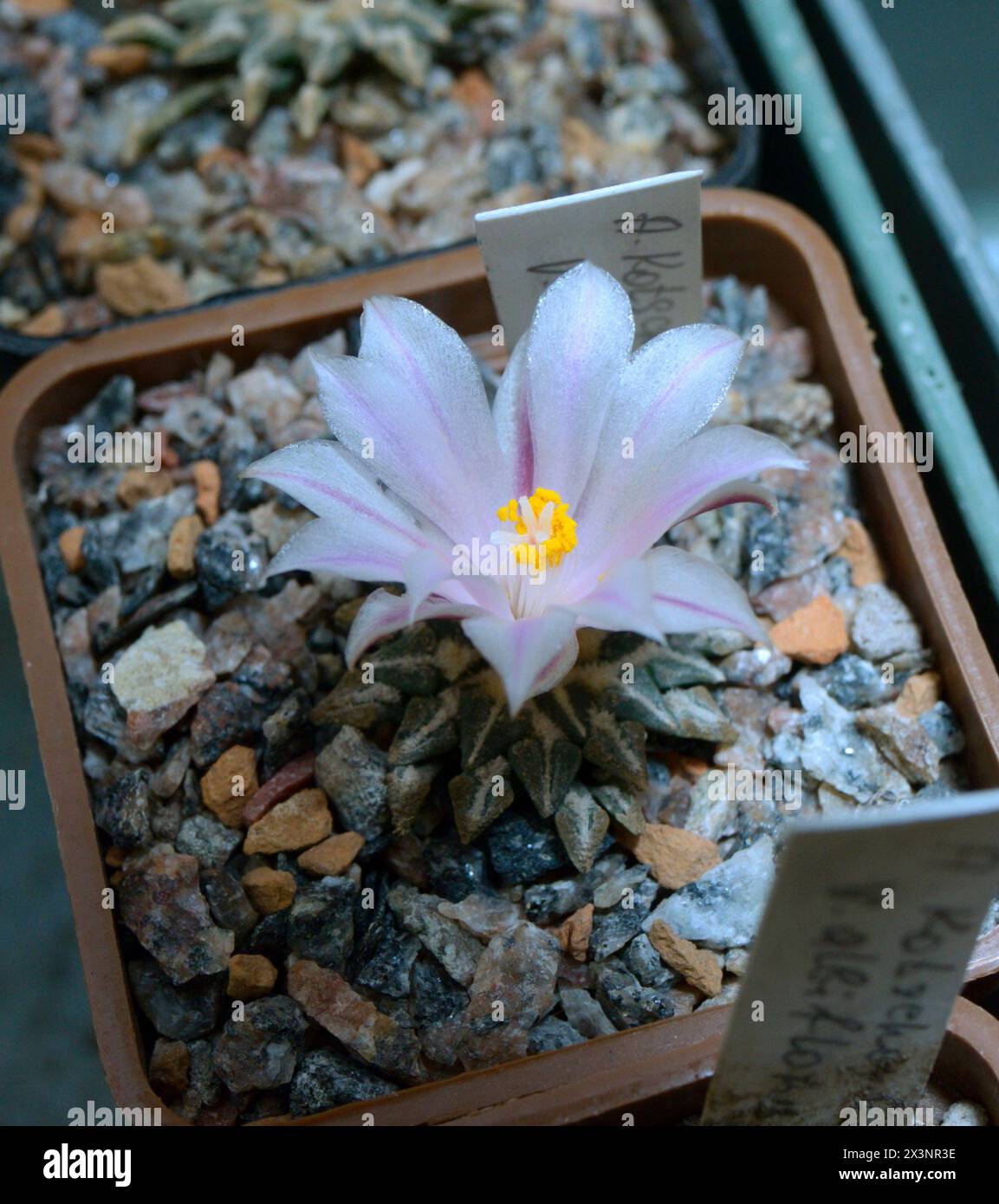 cactus Ariocarpus kotschoubeyanus flowering pink flower in a pot Stock ...