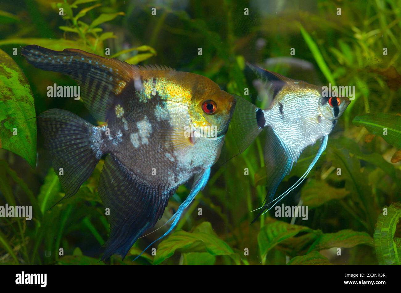 Pet bright coloured fish Pterophyllum scalare, angelfish or freshwater ...