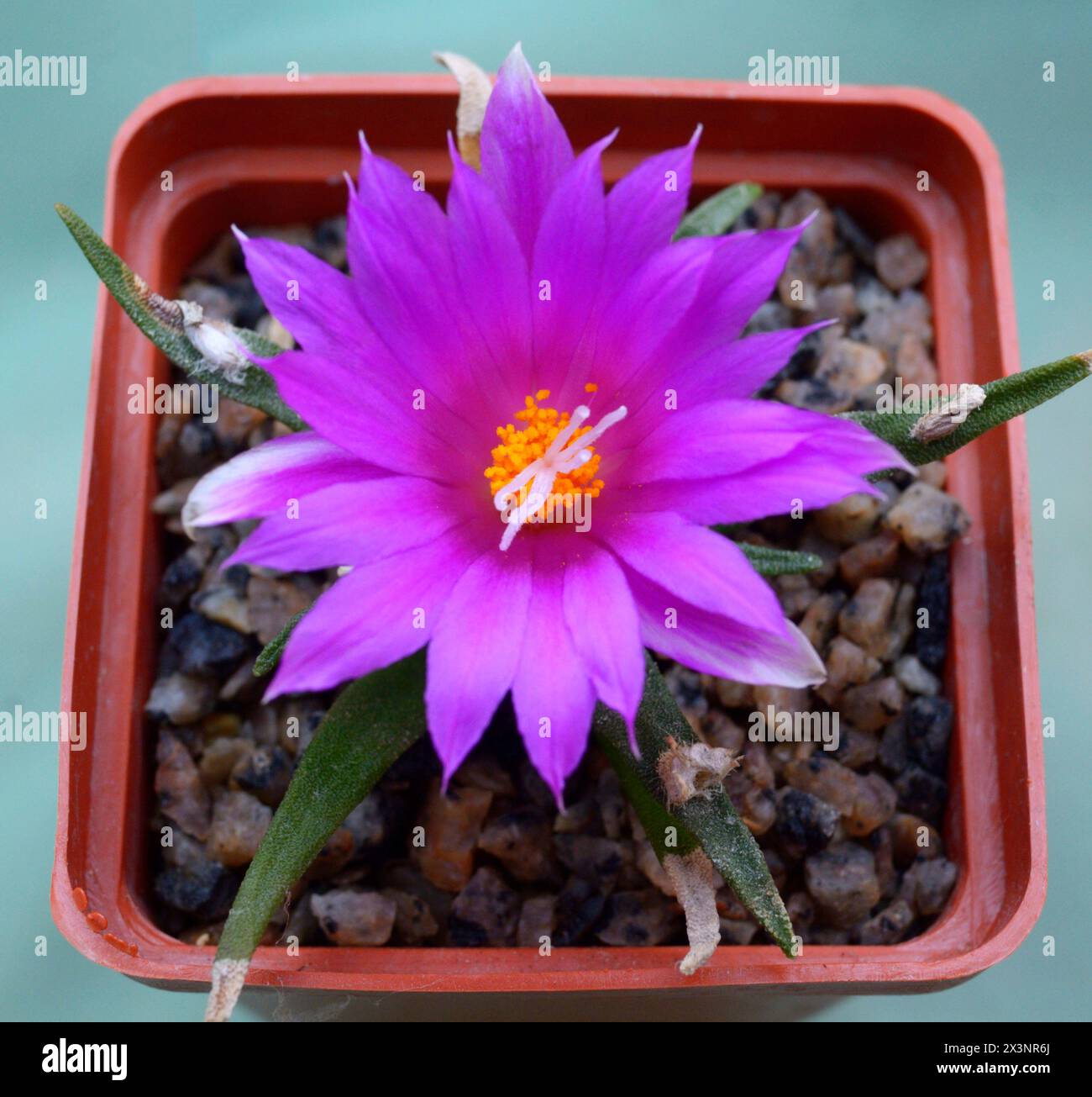Agovoides hi-res stock photography and images - Alamy
