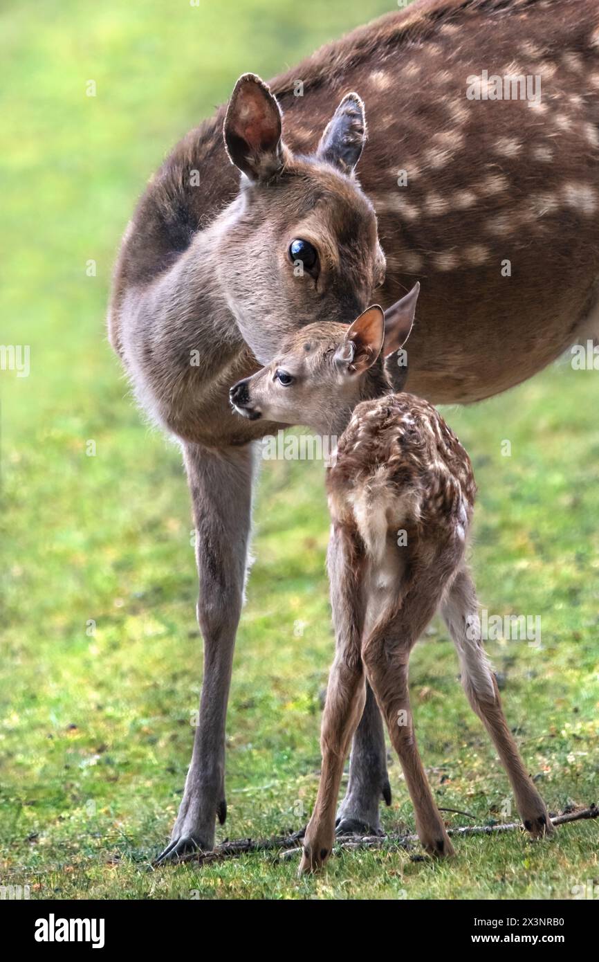 A cropped close-up of a fallow deer doe (Dama Dama) taking tenderly ...