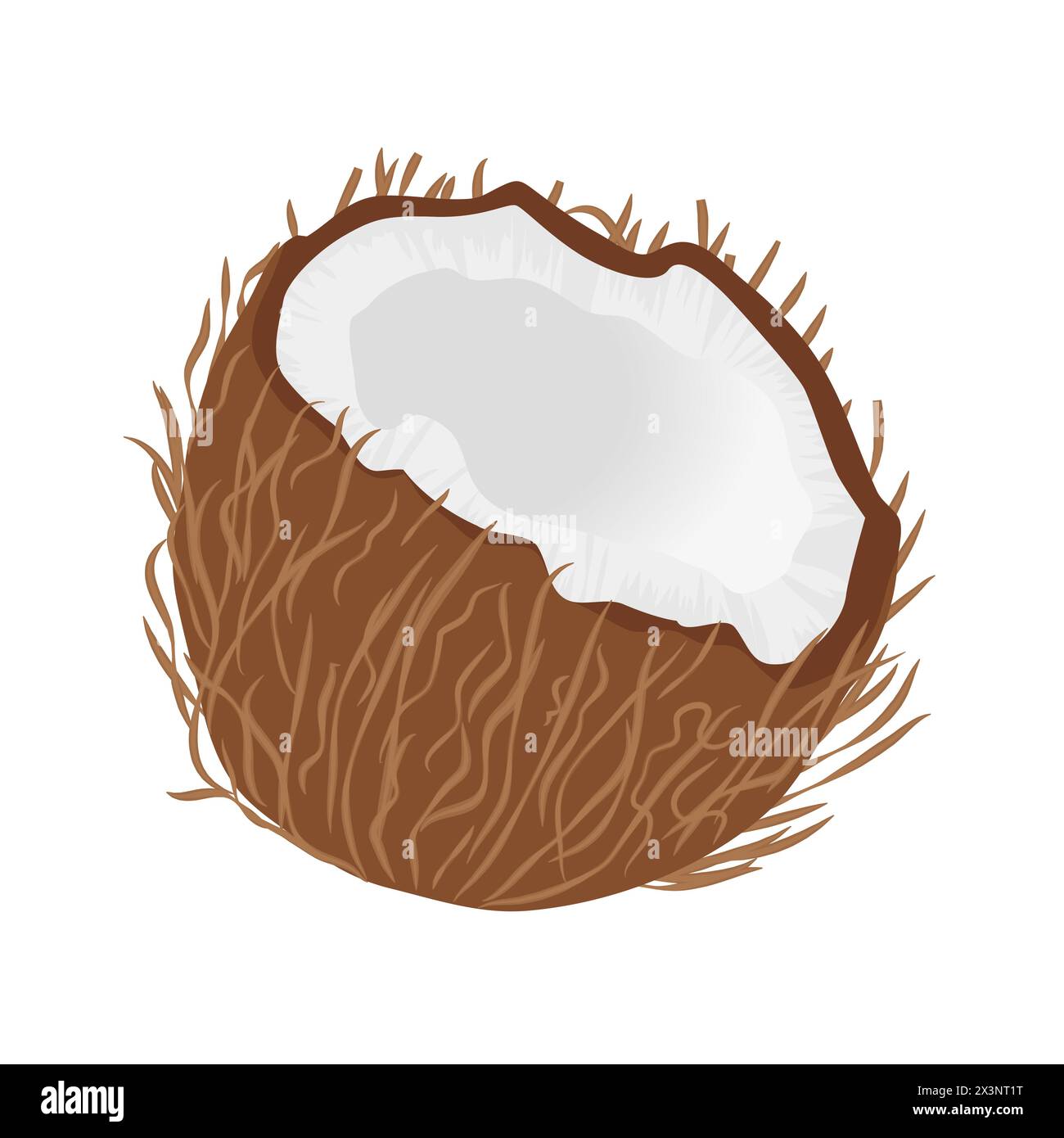 Half coconut with skin and white flesh, cracked open tropical fruit ...