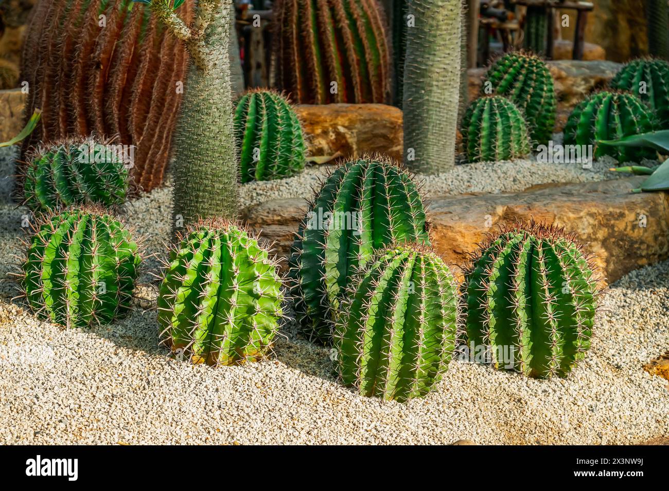 Cacti Ferocactus hamatacanthus, Turks head cactus. Its beautiful shape ...