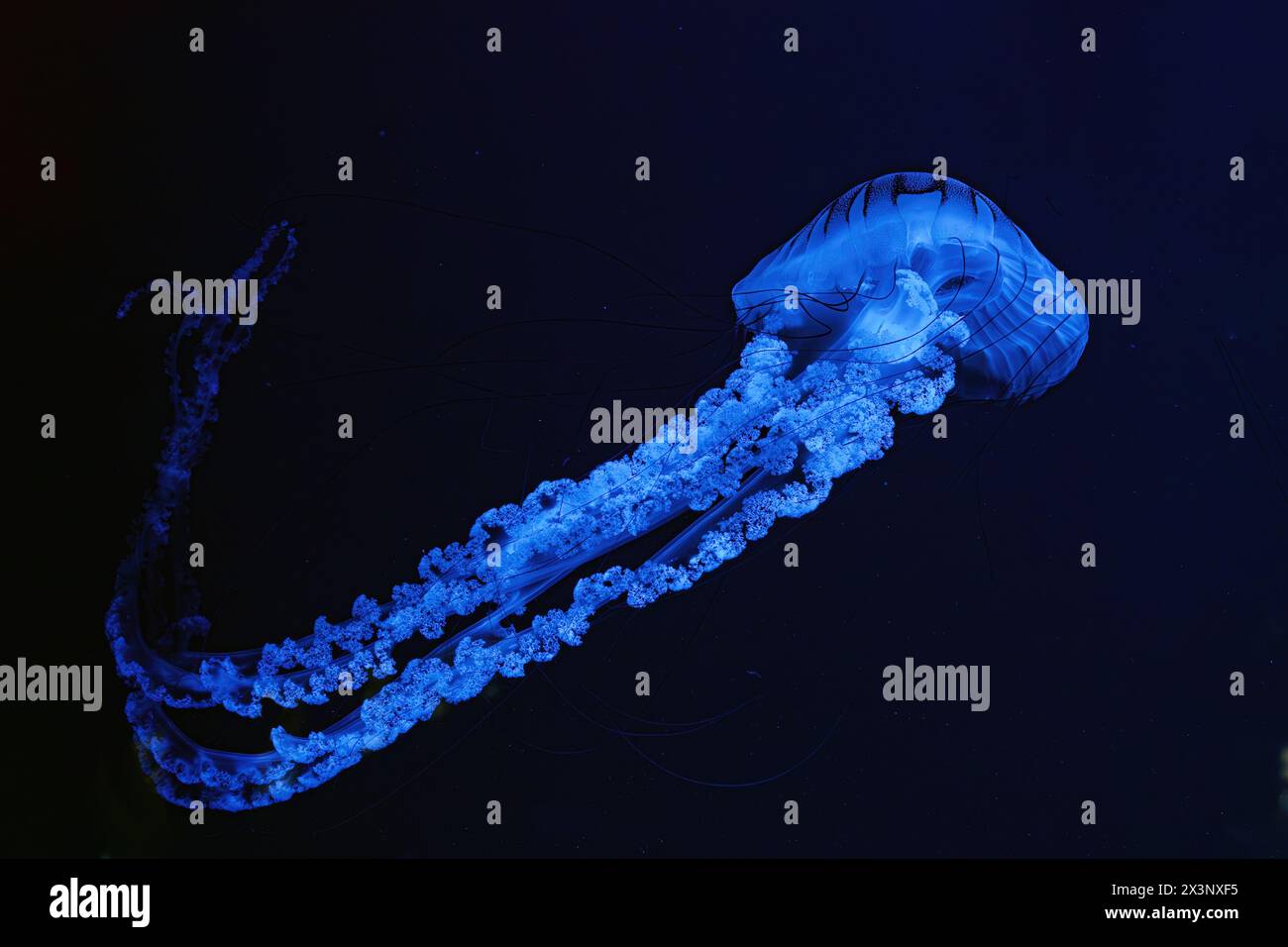 Jellifish South american sea nettle, Chrysaora plocamia swimming in ...