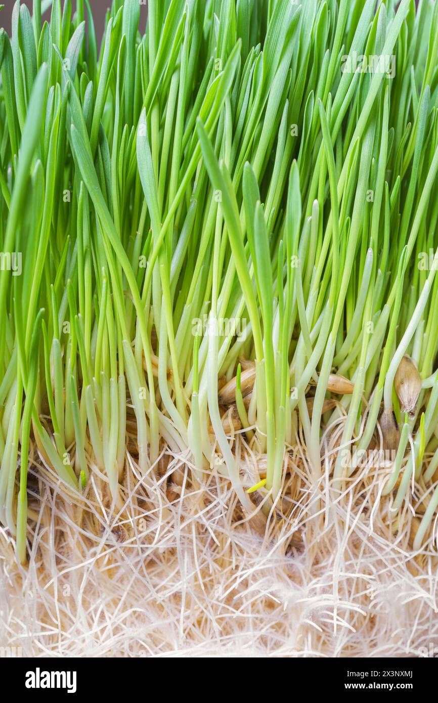 Sprouts wheat roots microgreens hi-res stock photography and images - Alamy