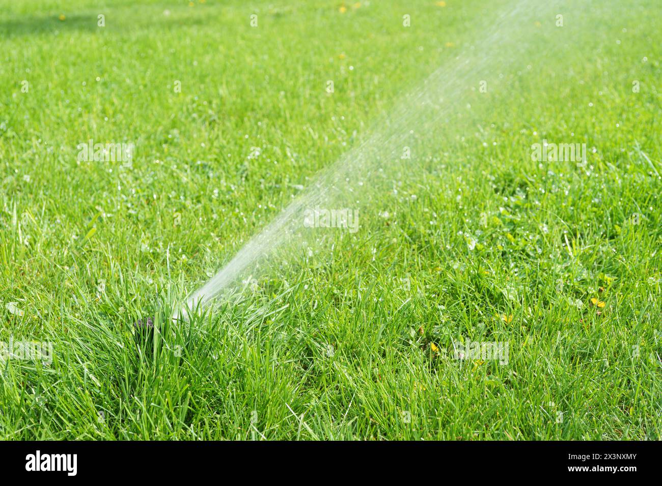 Automatic smart lawn sprinkler watering green lawn grass in sunny day ... Automatic smart lawn sprinkler watering green lawn grass in sunny day ...