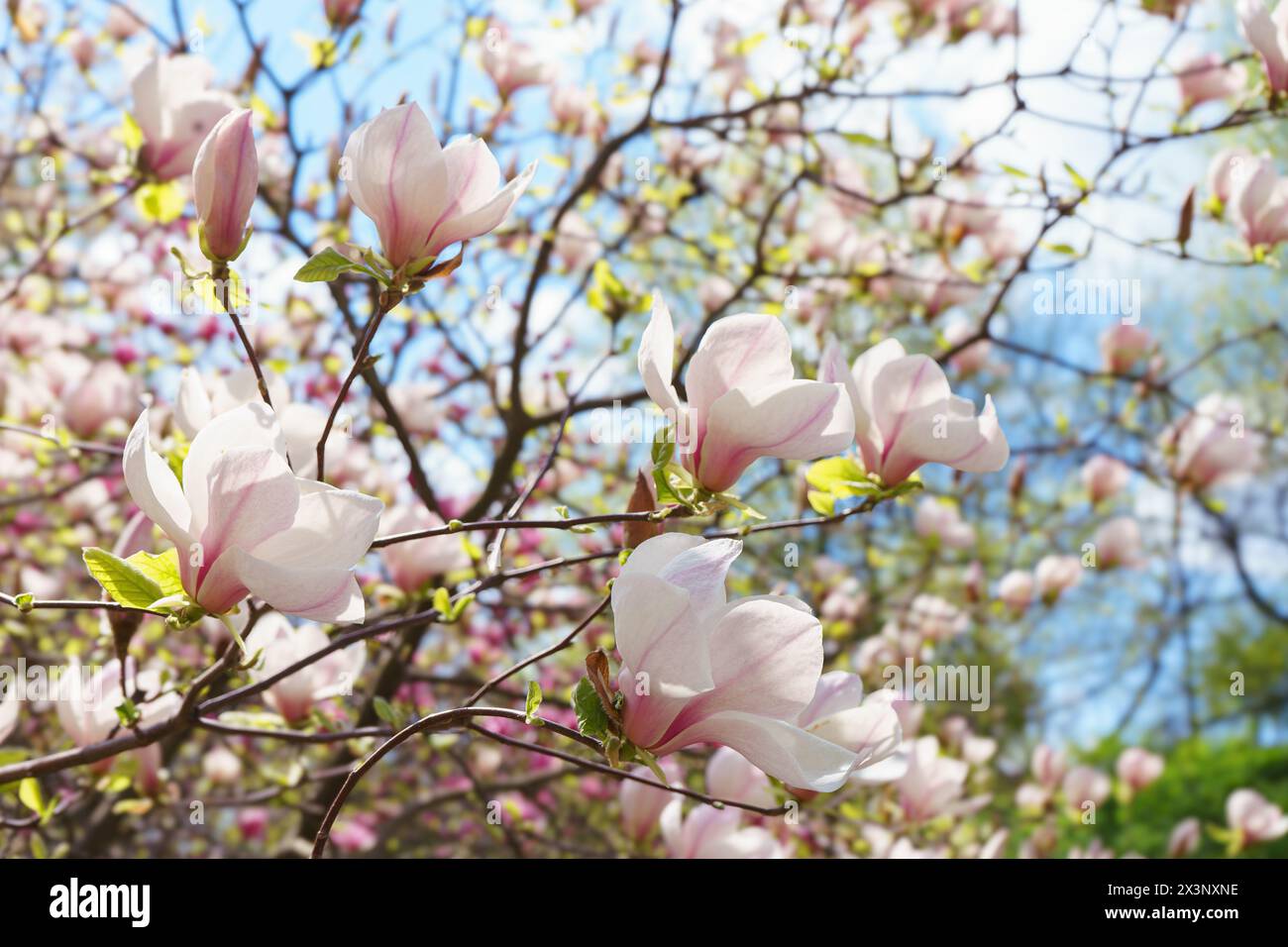 Magnolia tree branch blossom in springtime garden. Blooming pink ...