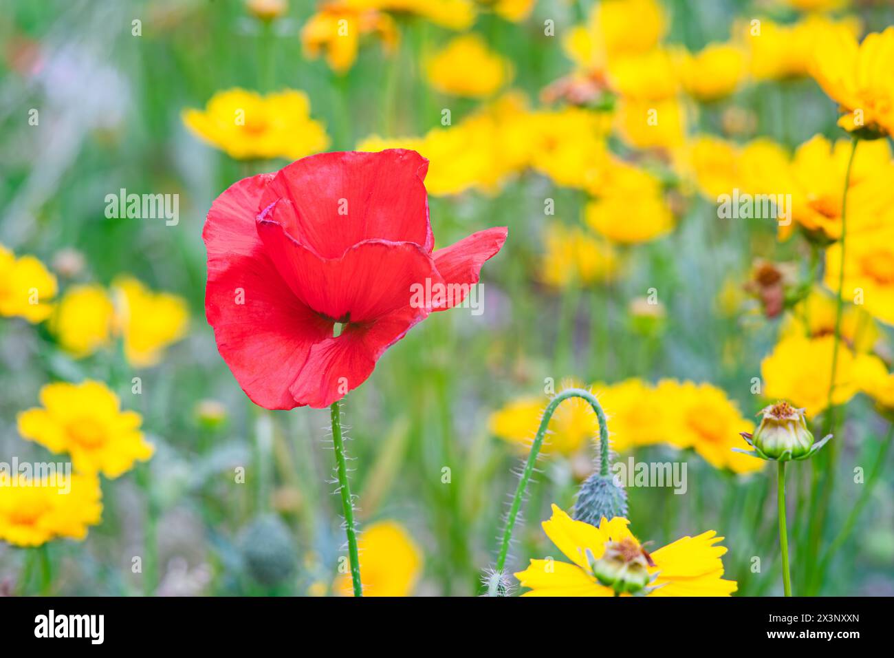 Close up of red wild poppy flower in the green field background ...