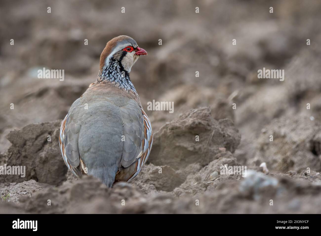 Red-legged Partridge (Alectoris rufa), near Newburgh, Fife, Scotland ...