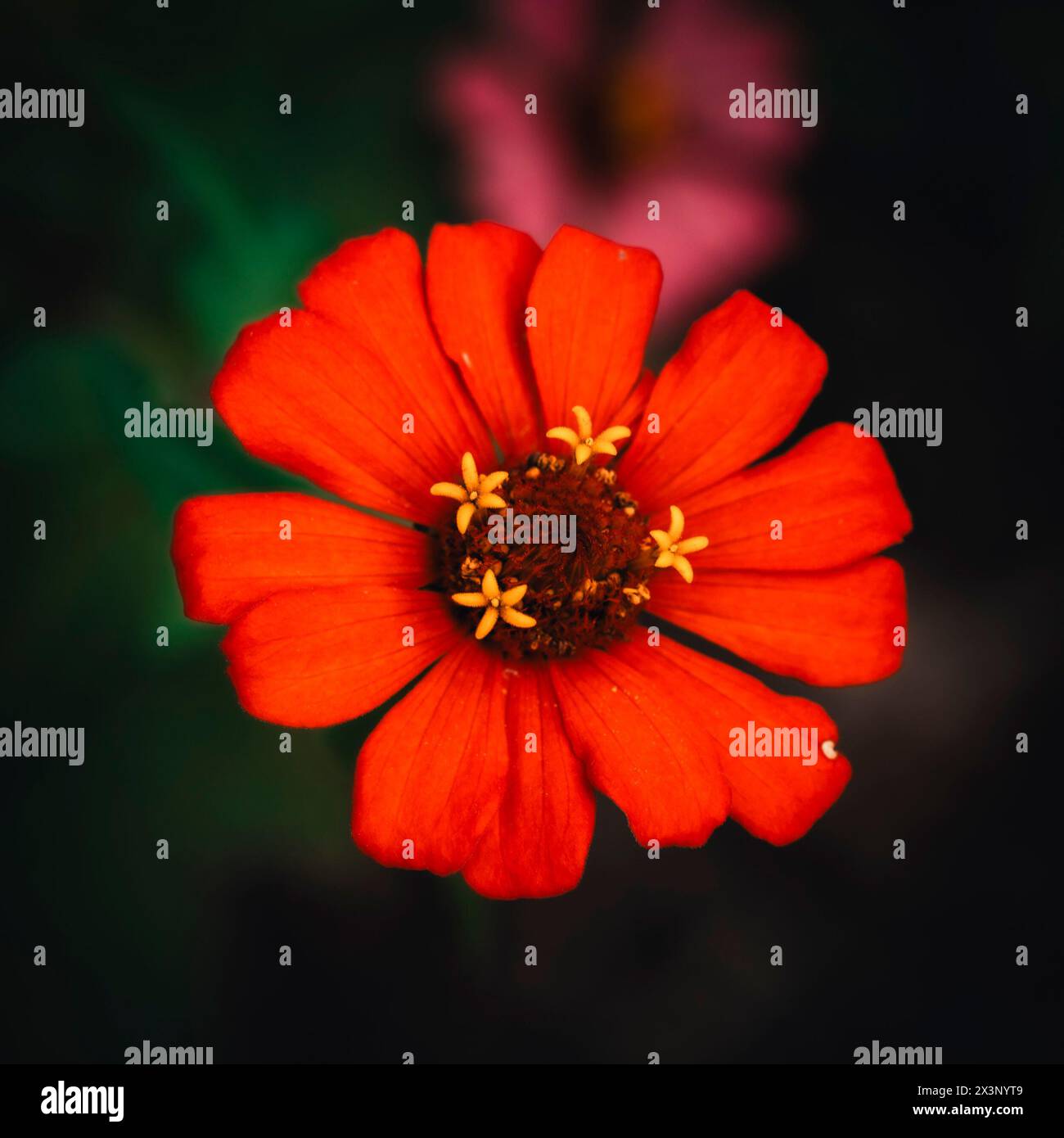 Red and beautiful flower of Colombia Stock Photo - Alamy