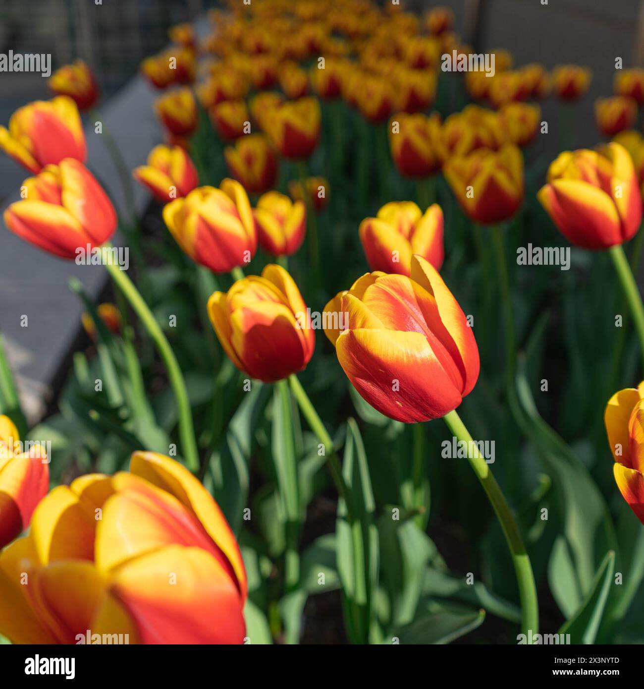 Garden beautifying hi-res stock photography and images - Alamy