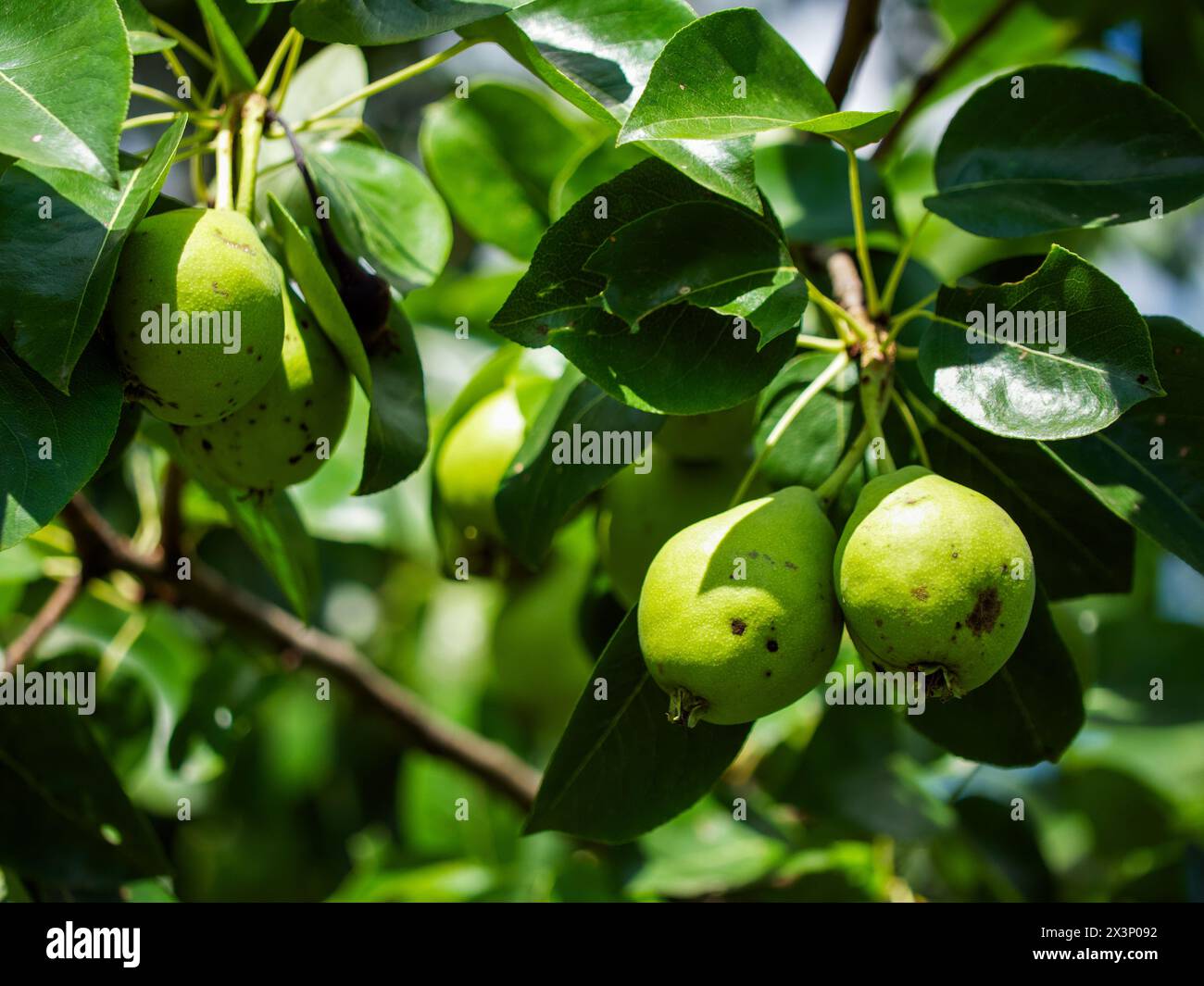 Green pears and leaves under sunlight; an image reflecting growth and ...