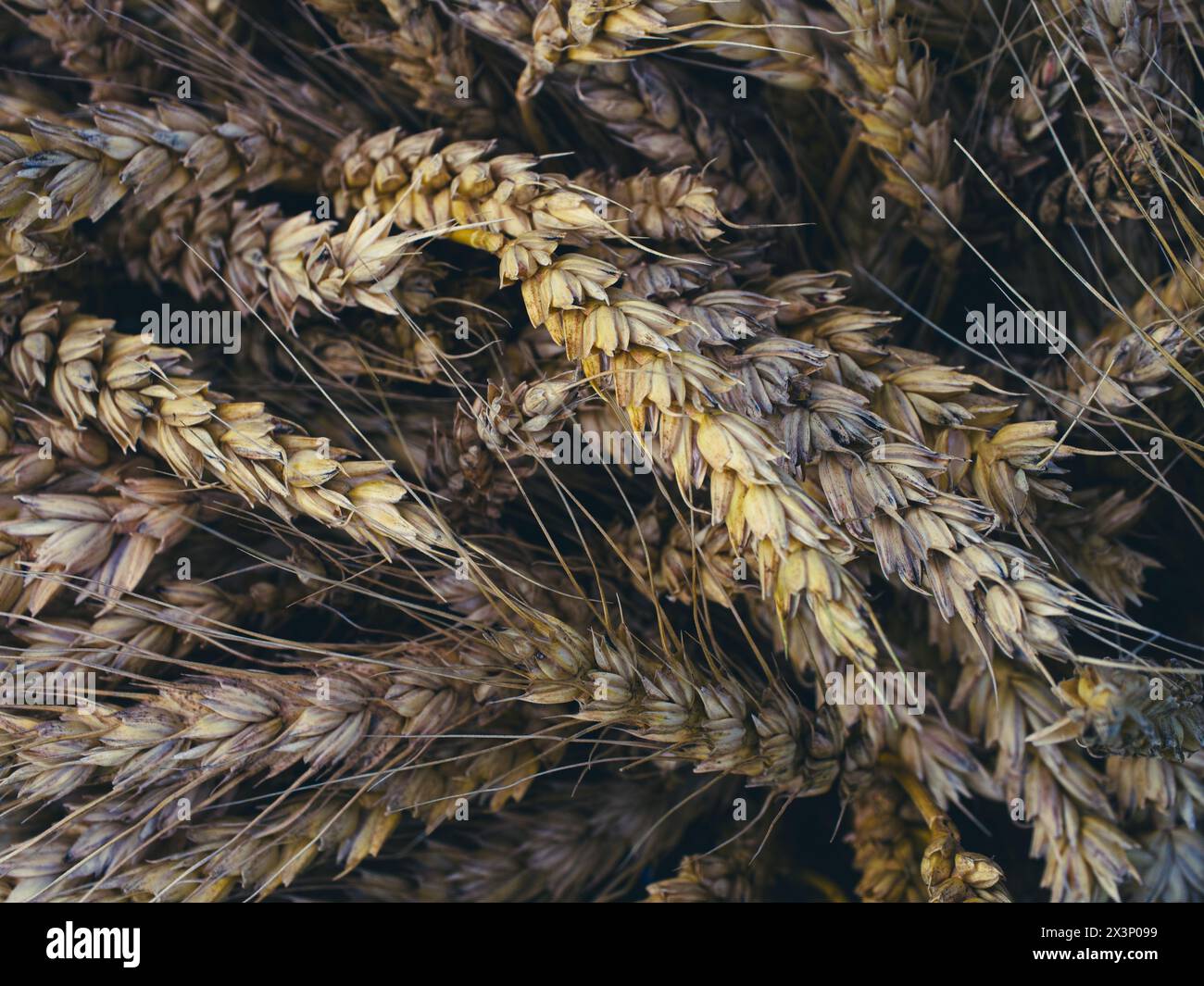 Golden wheat sheaves fill the frame, offering a textured visual that ...