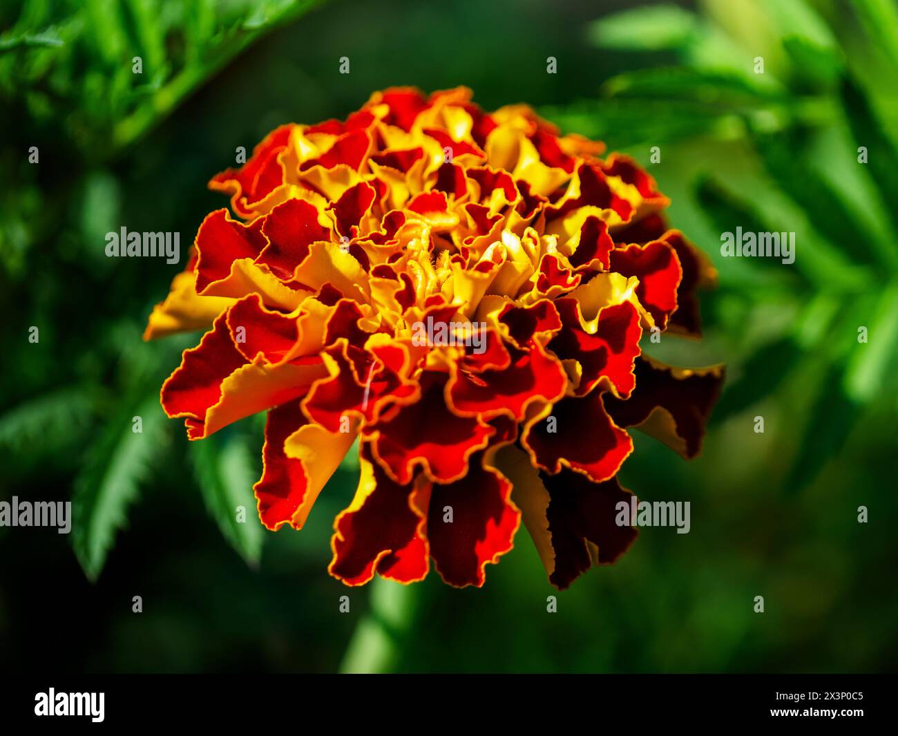 Detailed leafy structure hi-res stock photography and images - Alamy