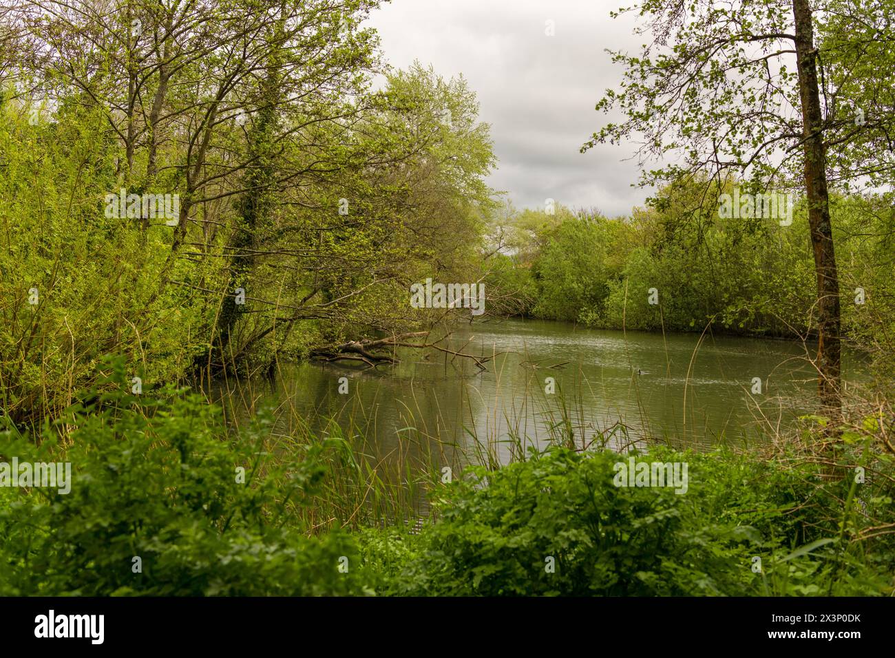 The Wilderness Nature Reserve in the spring Stock Photo - Alamy