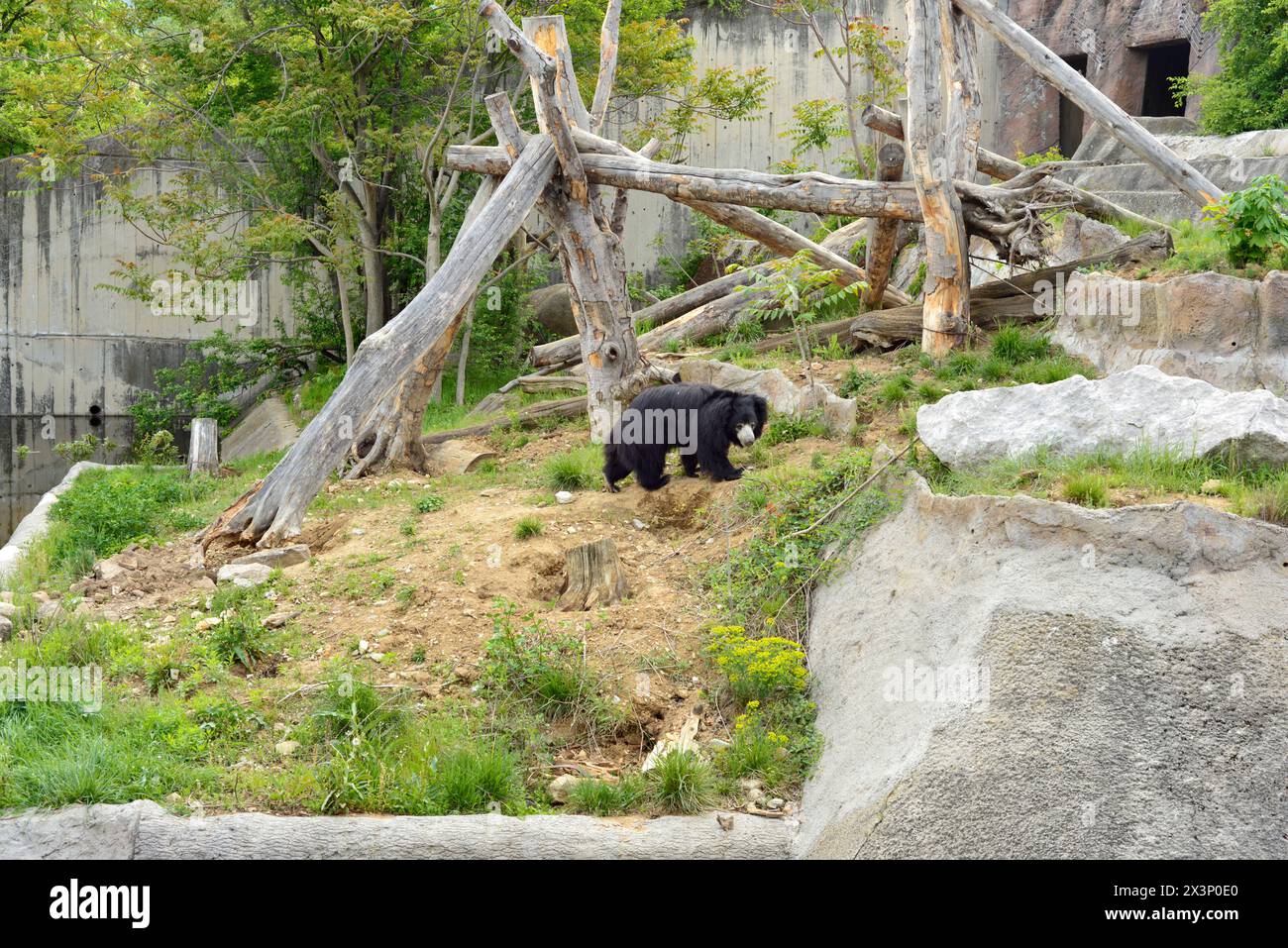 Sloth bear Melursus ursinus or Indian bear in its captive enclosure ...