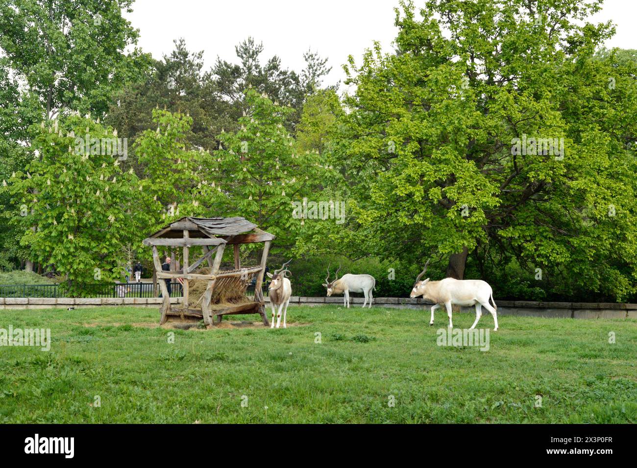 Addax white antelope or screwhorn antelope Addax nasomaculatus ...