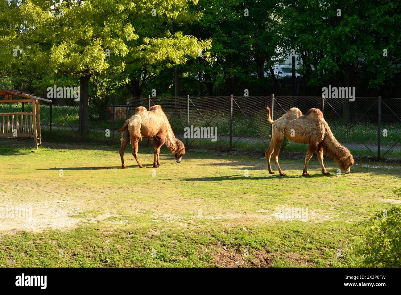 Camel enclosure hi-res stock photography and images - Alamy