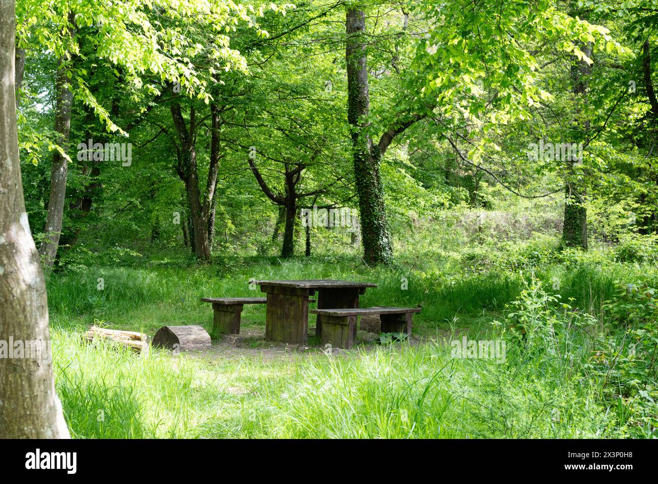 A picnic place in the forest in springtime. A beautiful green scene ...