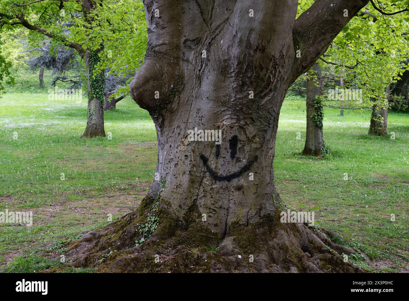 Beautiful old tree with a smiley face painted on it Stock Photo - Alamy