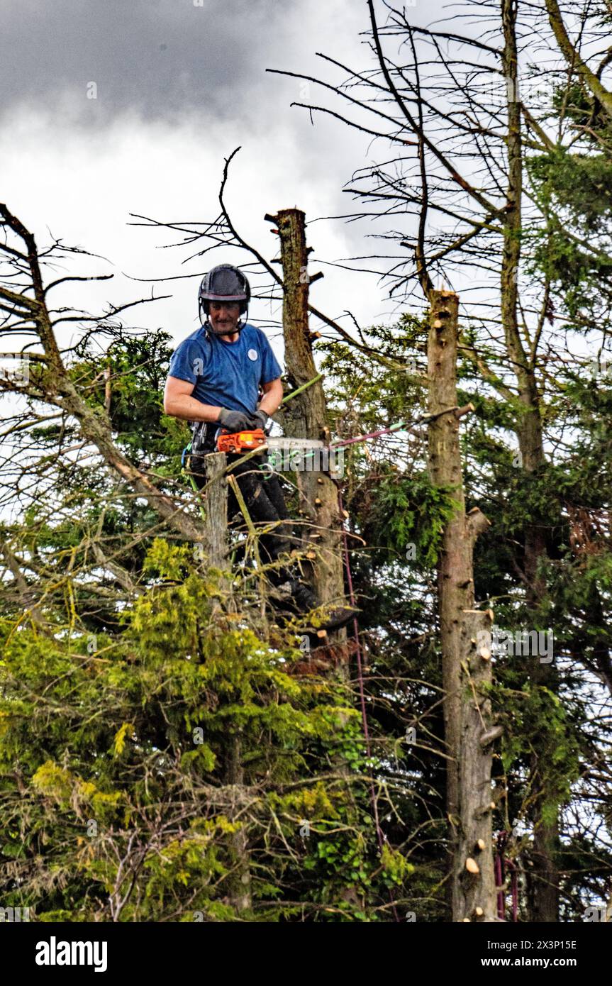 Lumberjack / Tree surgeon at work Stock Photo - Alamy