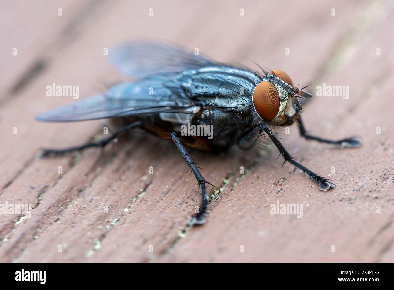 Close detail of a common fly with large red compound eyes and a hairy ...