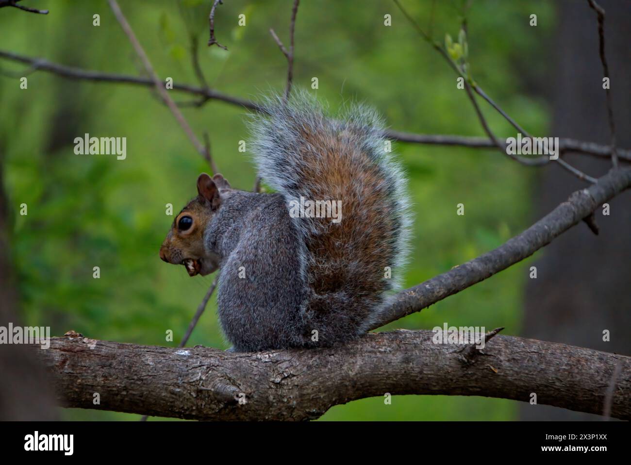Gray squirrel eating an acorn in Pennsylvania Stock Photo - Alamy