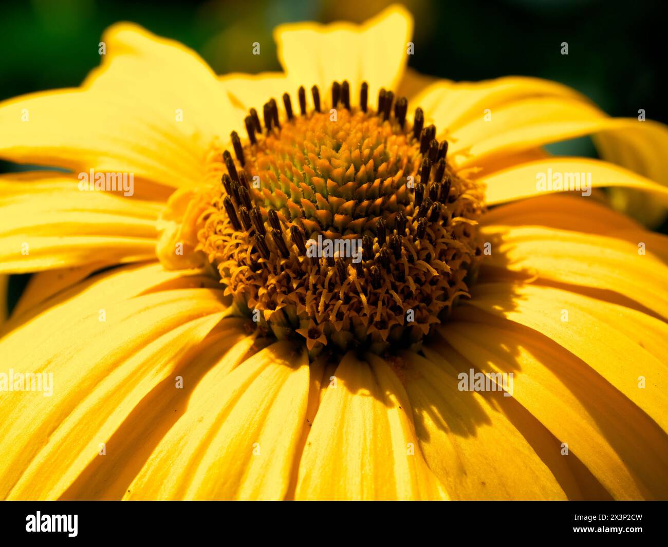 Detailed yellow petals hi-res stock photography and images - Alamy