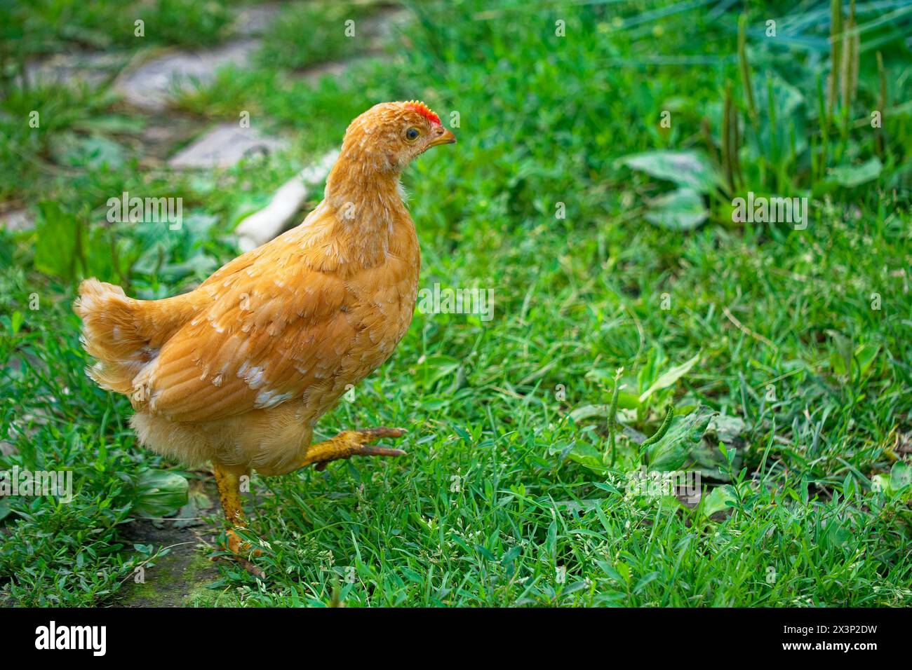 A well-detailed image capturing a chicken in mid-step surrounded by ...