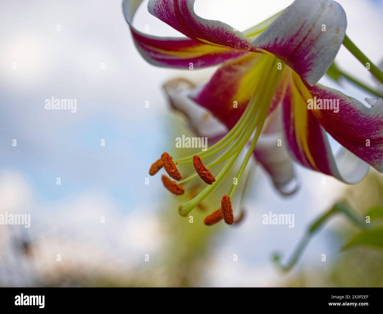 High-resolution photo of a blooming lily with contrasting colors on the ...