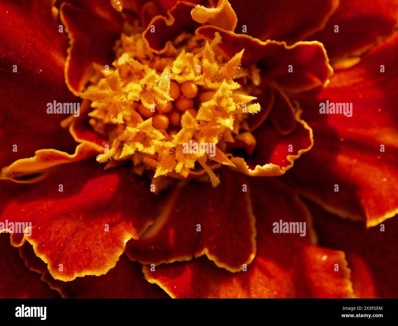 Vivid Marigold Detail: Detailed view of marigold petals; rich reds and ...