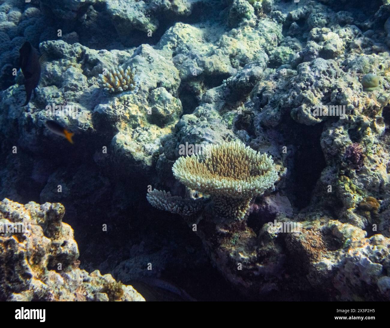 Underwater photograph with variety of fish and colorful coral of great ...