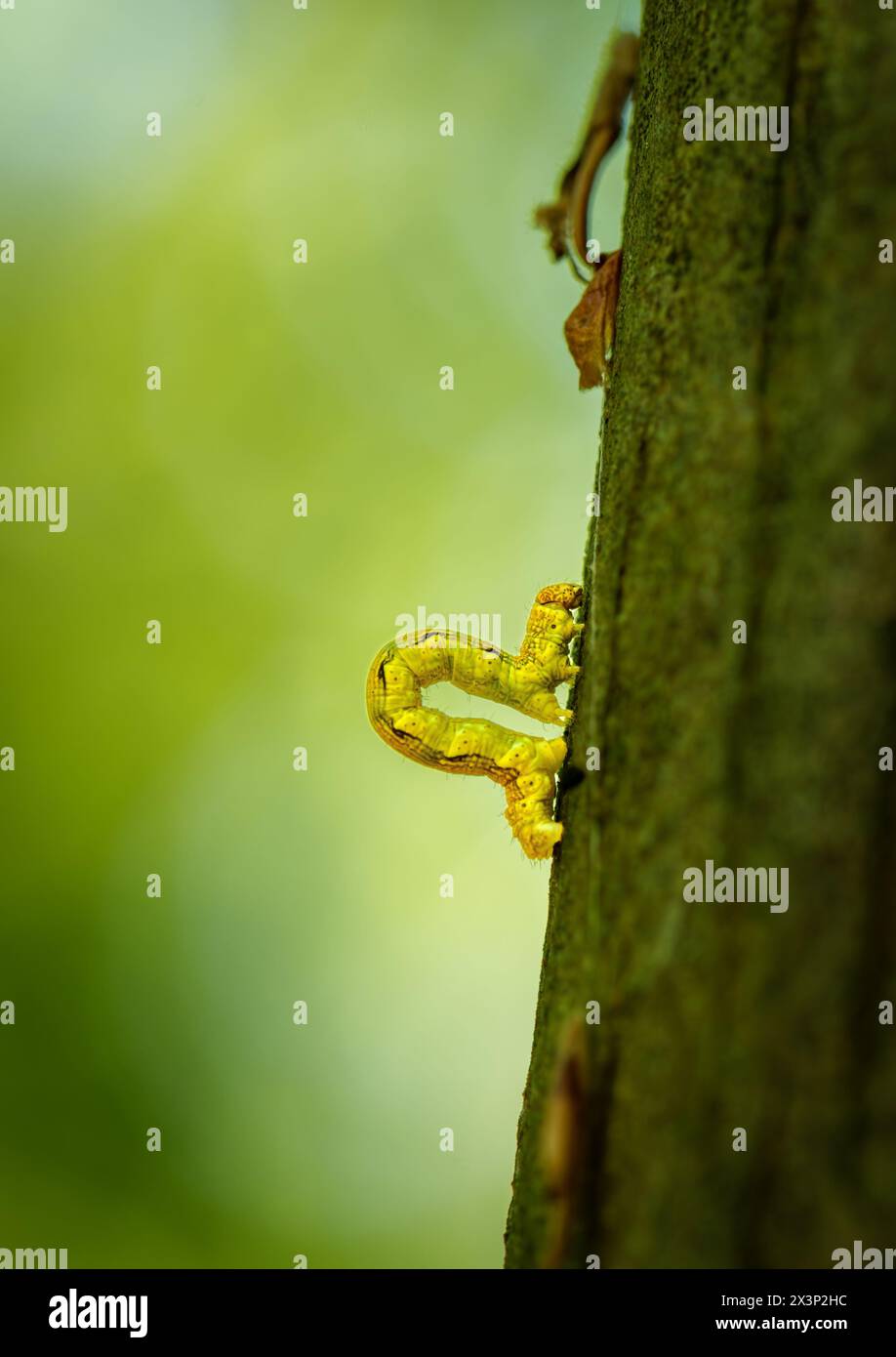 An Inch worm making its way across a tree branch. This macro clip can ...