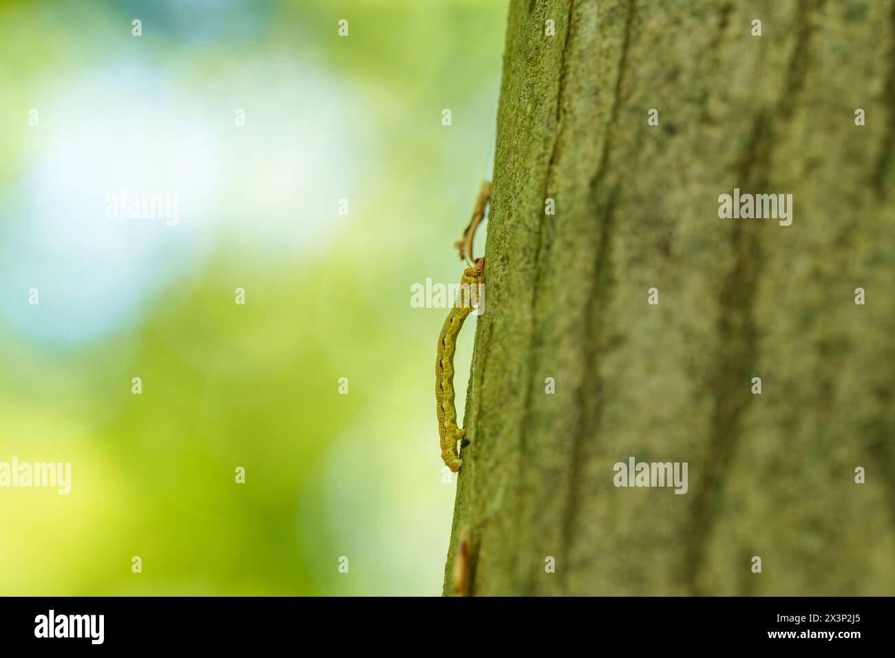 An Inch worm making its way across a tree branch. This macro clip can ...