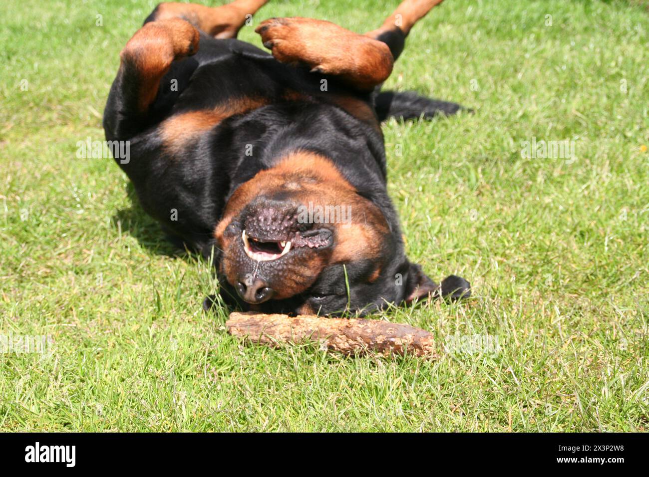 Rottweiler im Garten Stock Photo - Alamy