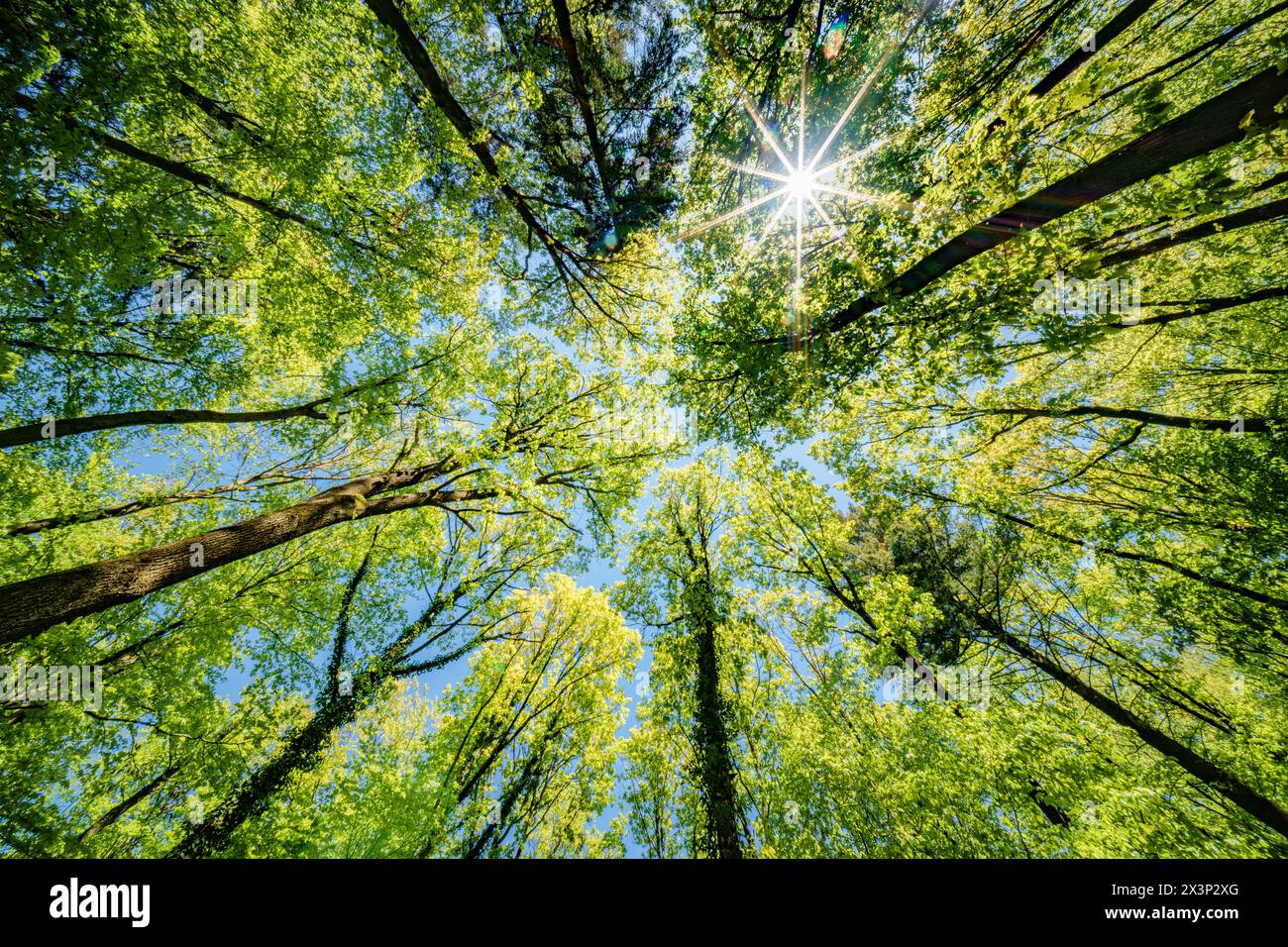 Observing the sun peeking through the trees in a forest is a serene ...