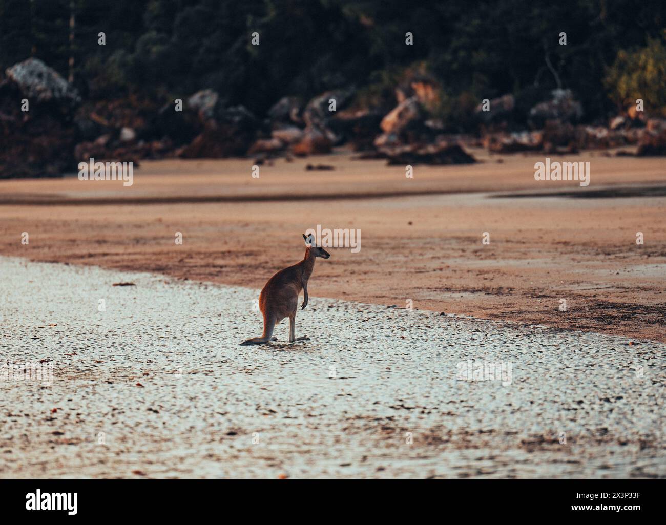 Kangaroo Wallaby at the beach during sunrise in cape hillsborough ...