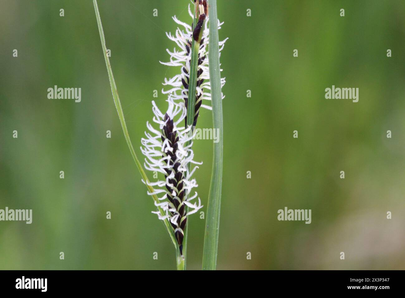 common sedge in flower at Cors Y Llyn nature reserve, Powys, Wales, UK ...