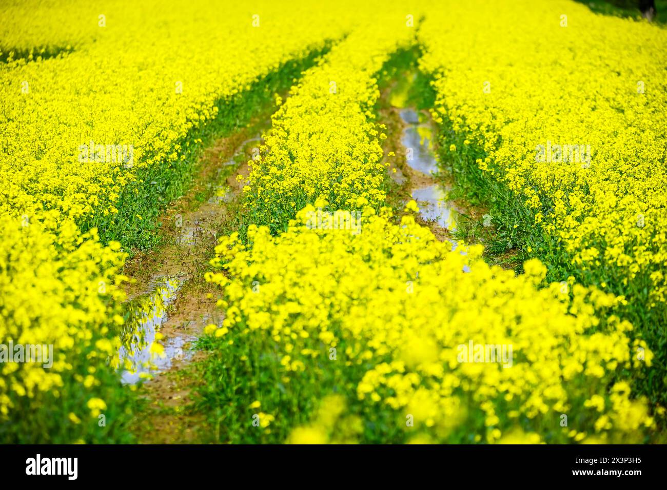 Rapsfelder im Naturschutzgebiet Kirchwerder Wiesen in Hamburg ...