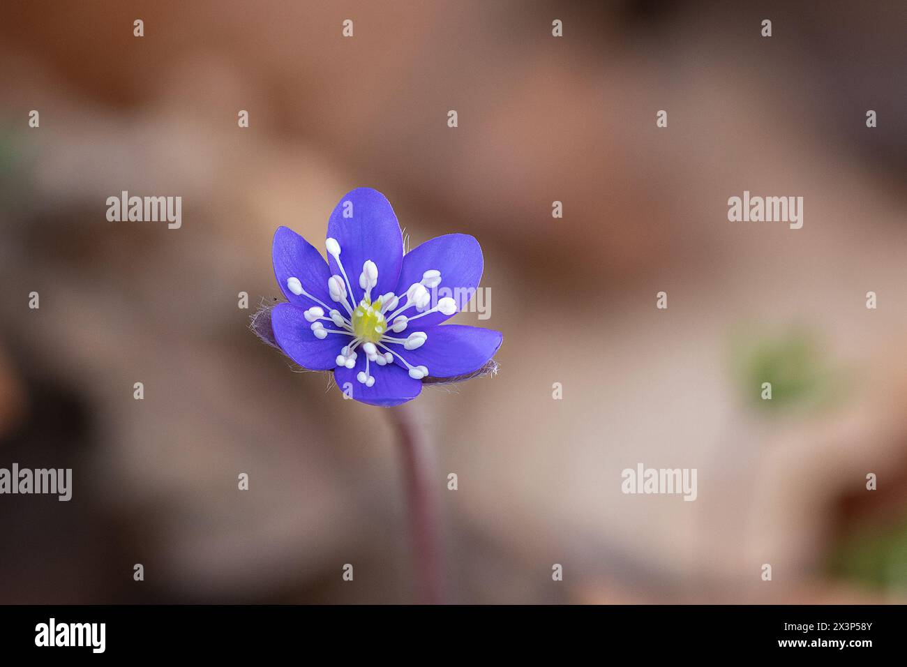 colorful Hepatica nobilis flower, one of the first to bloom in spring ...