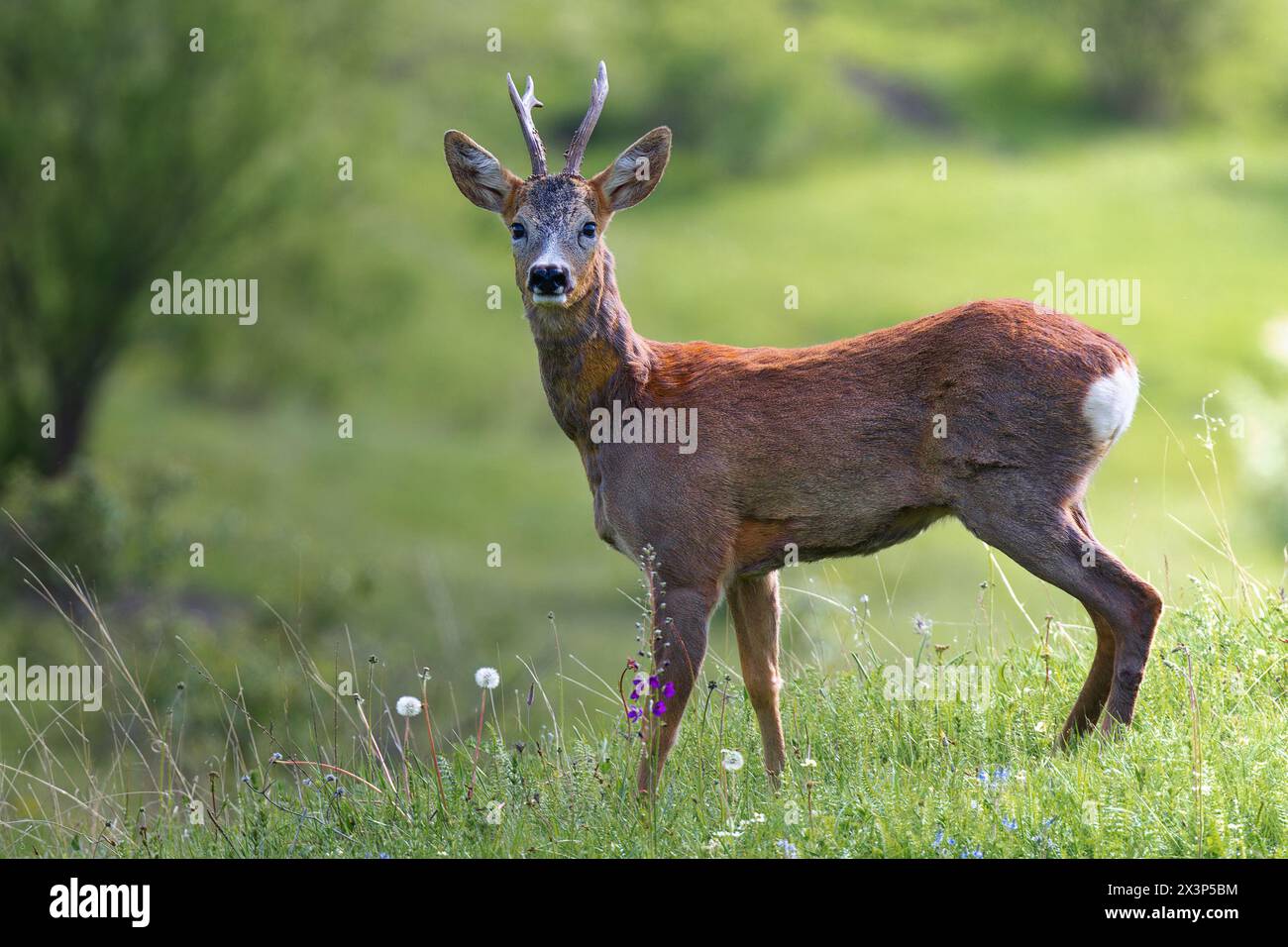 curious roe deer buck in natural habitat (Capreolus capreolus Stock ...