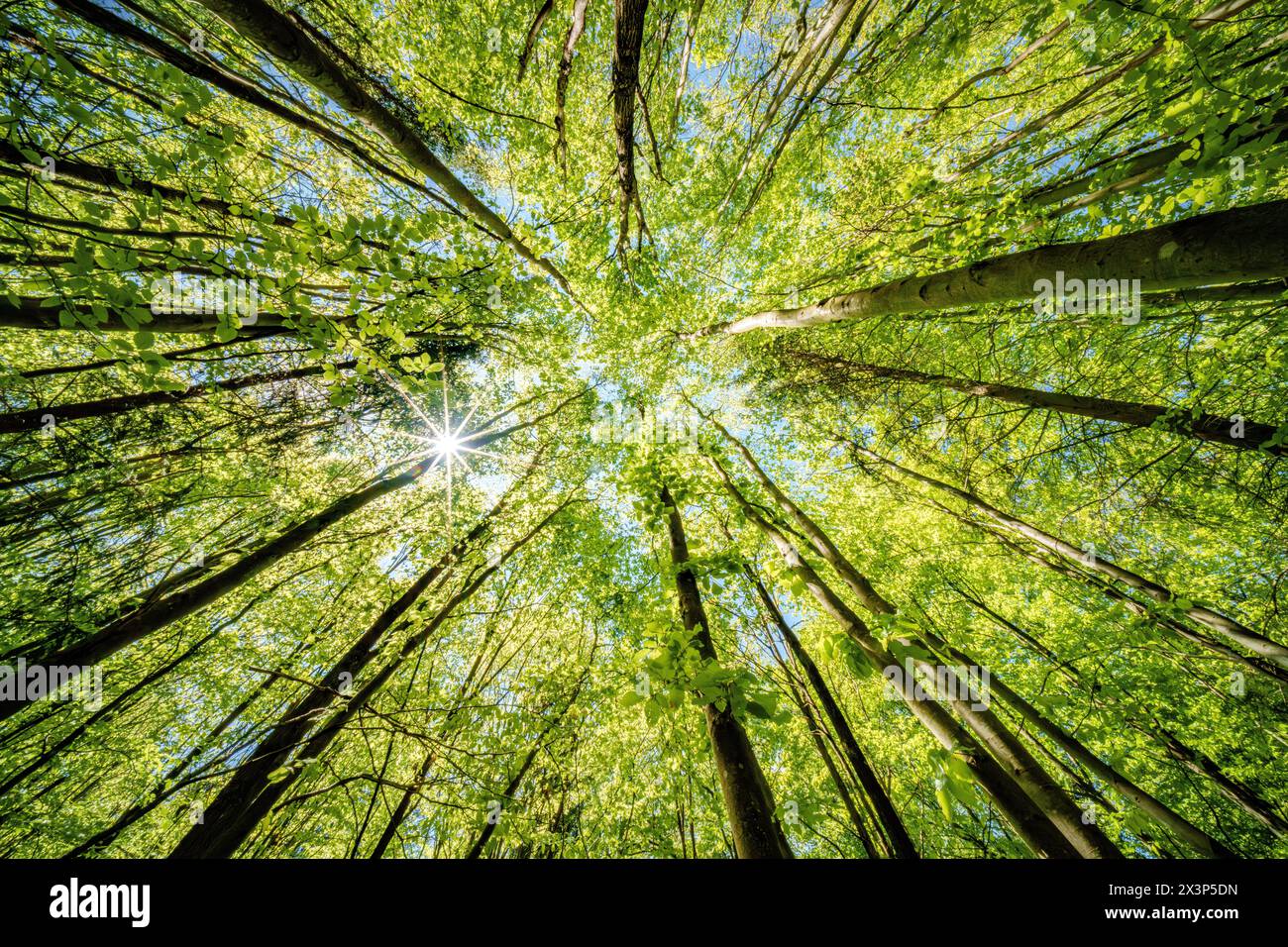 Observing sunlight filtering through the deciduous leaves of trees in a ...