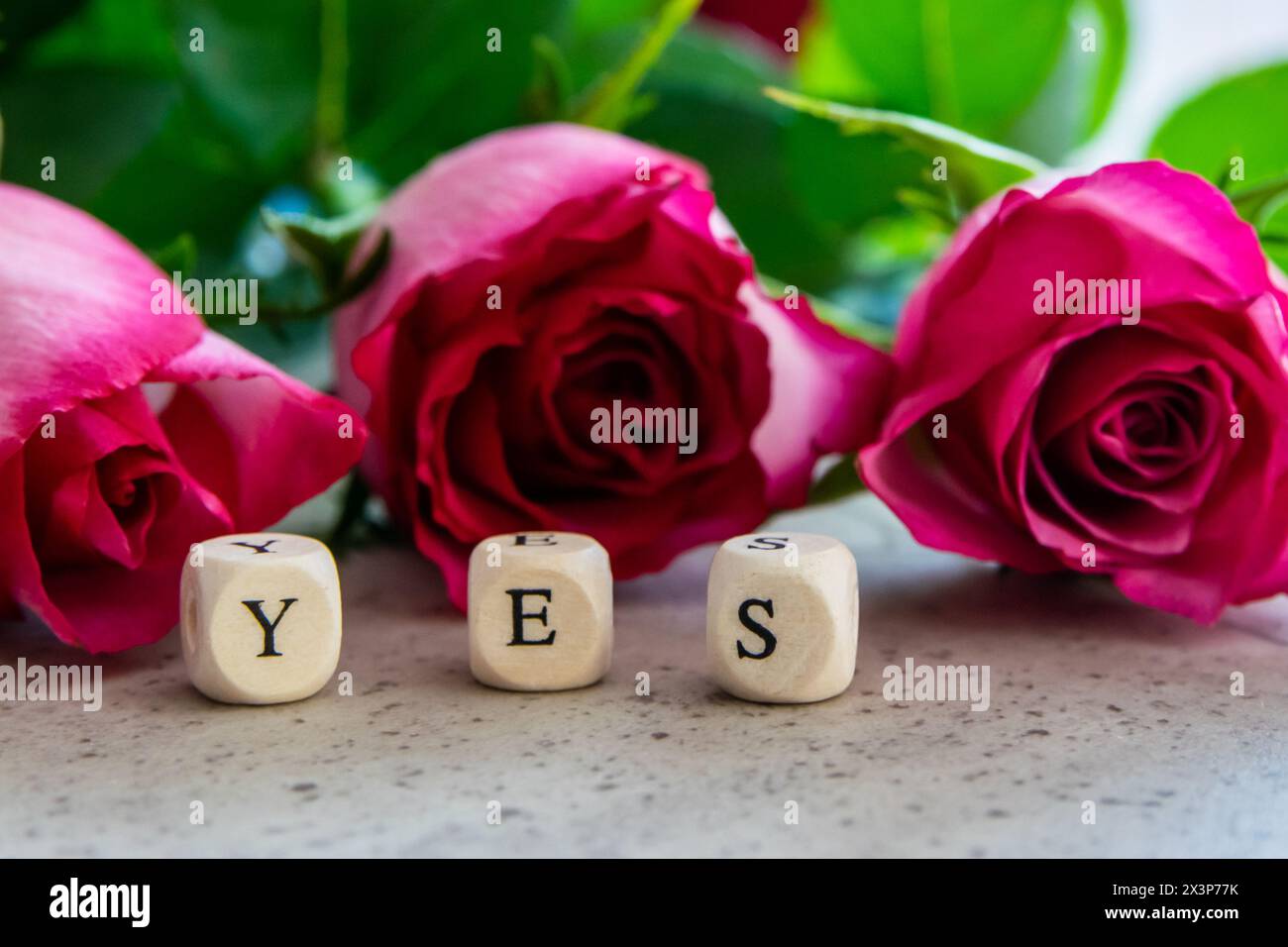 Yes exclamation word owit beautiful pink flowers on the stone ...